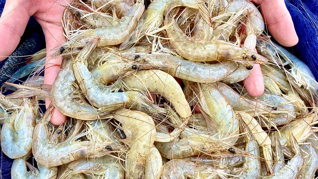 Casting nets for prawns! (Catch & Cook) - YouTube