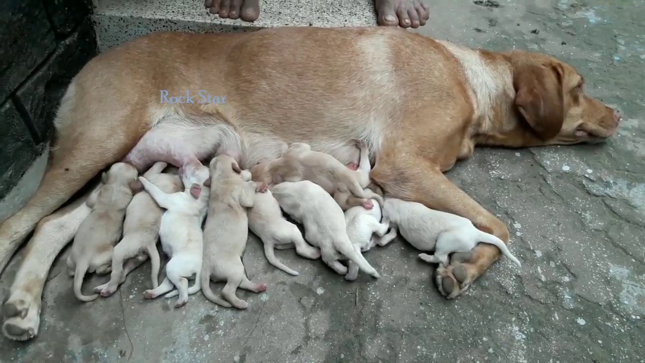 Labrador Retriever Dog Giving Birth To 9 Puppies Labrador Dog Puppies Labrador Retriever Dog Giving Birth To 9 Puppies Labrador Dog Puppies