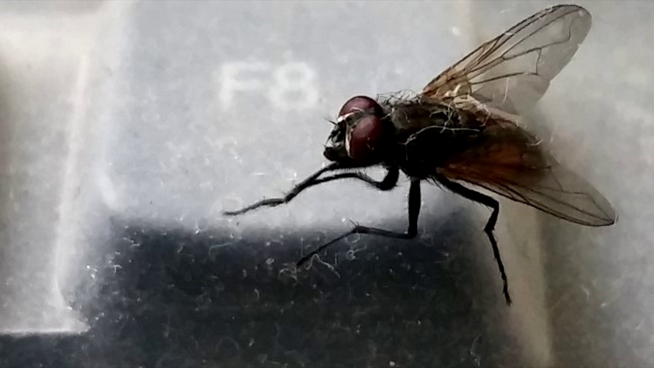 파리 앵앵거리는 소리, Humming Fly(Flies) Sound Effect / Free HD Sound Effect ...