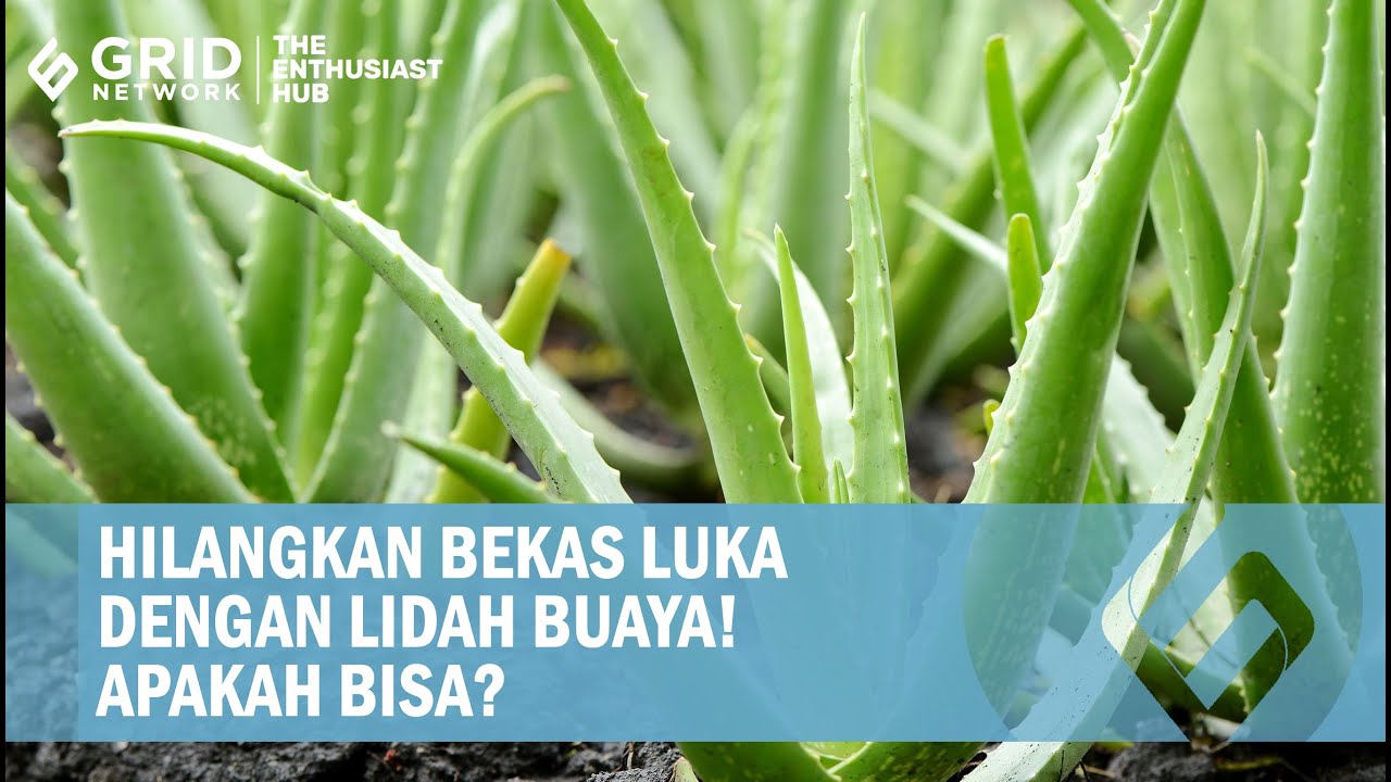 Lidah Buaya Bisa Menghilangkan Bekas Luka, Gini Cara Pakai Bahan Alami ...