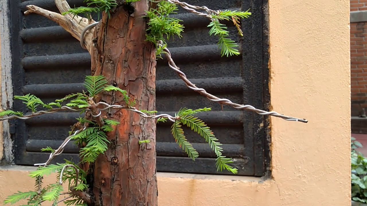 Ahuehuete Bonsai de 30 años "Taxodium Hueguelii" - YouTube