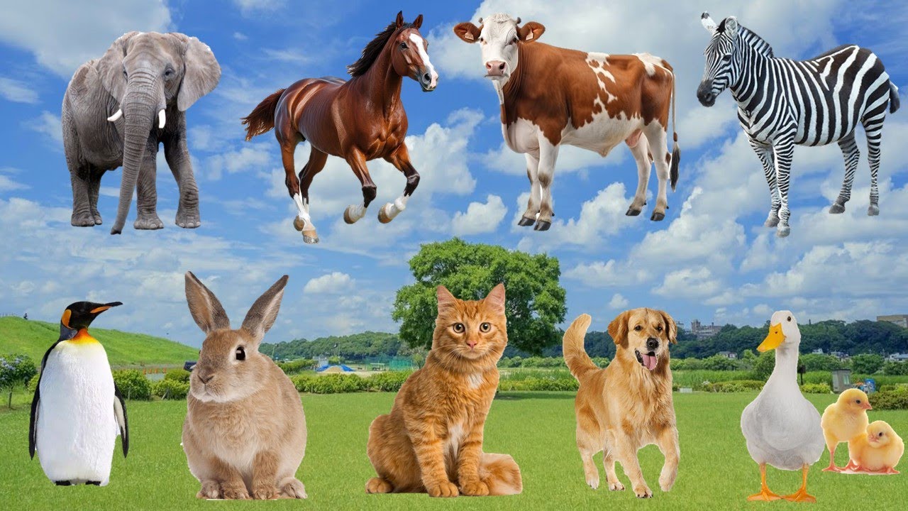 Farm Animal Food: Chicken, Duck, Pig, Goat, Dog, Sheep, Rabbit, Cat ...