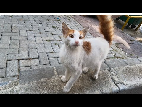 The kitten heard my call and ran over quickly.#catvideos #cat #cute # ...