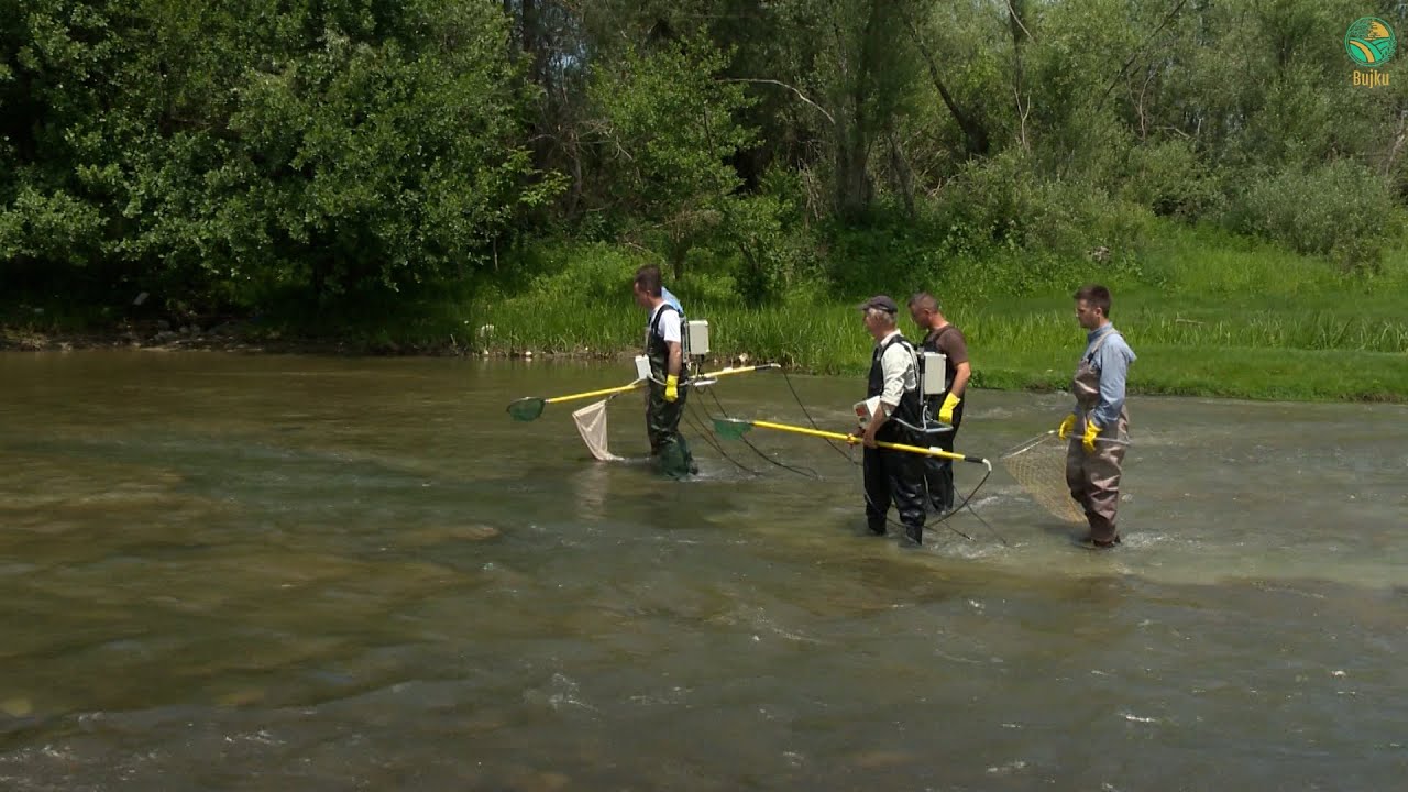 BUJKU Ne Kosove lumenjte dhe liqenet jane bukur te populluar me lloje ...