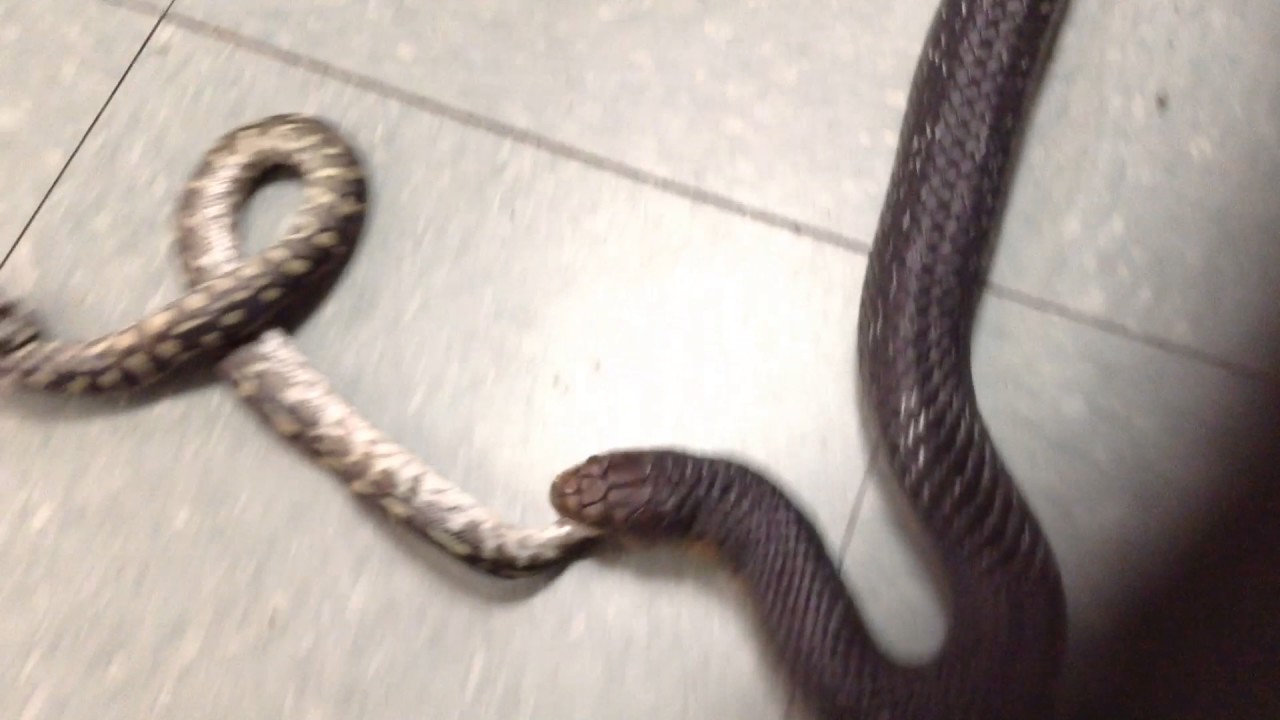 Snake eats snake. Yellow tail cribo eats carpet python - YouTube