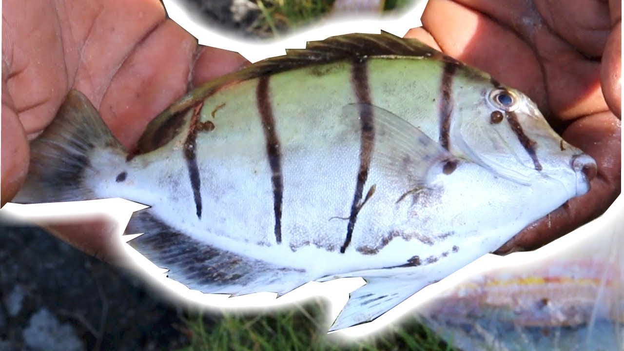 Fishing In Mauritius | Grand Gaube Fishermen In A Boat - YouTube
