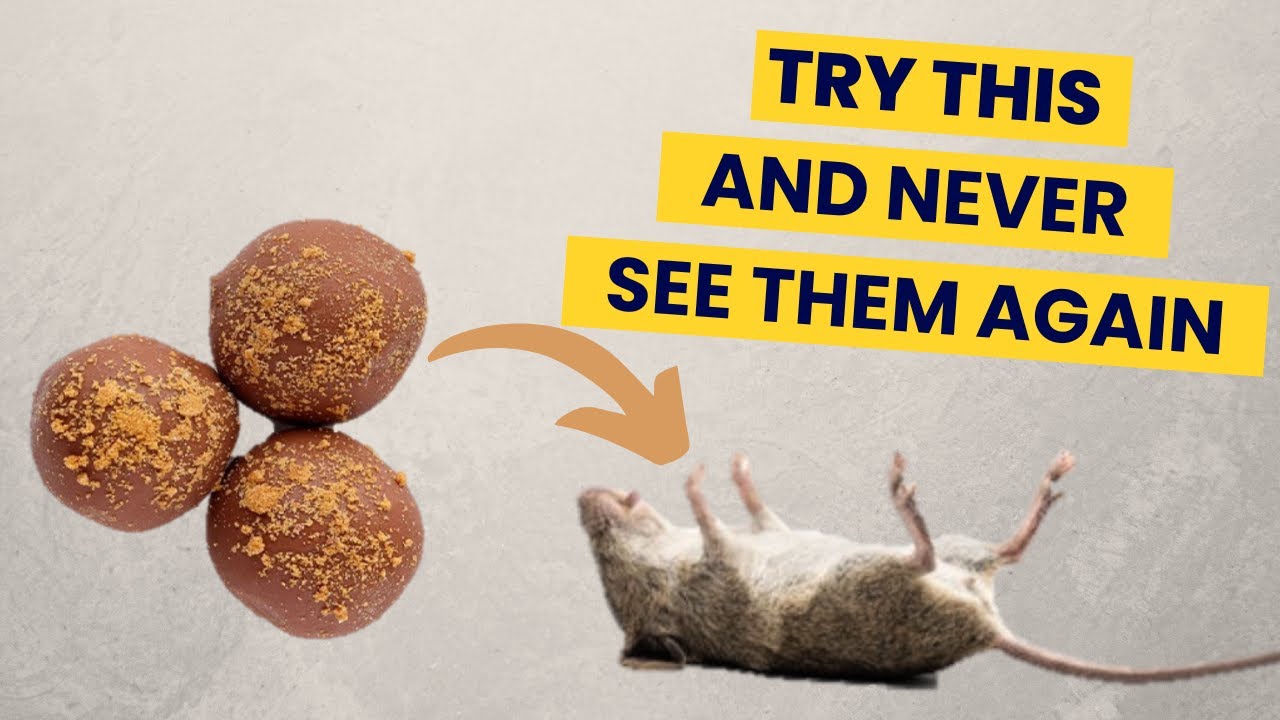 Put This In Your House And You'll Never See Rats And Rodents Again ...
