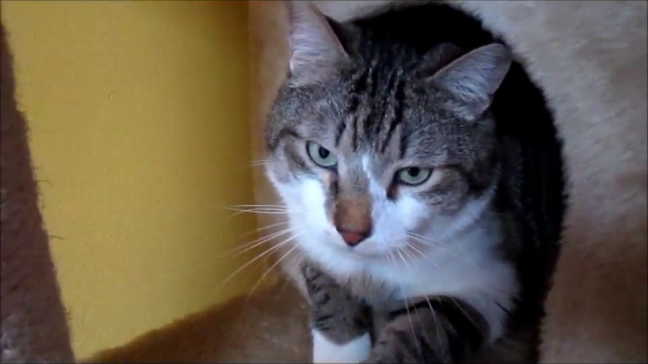 I am PATO CAT - YouTube