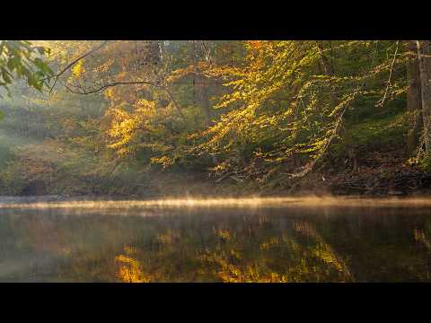 Autumn Forest River at Sunrise | Morning Mist & Relaxing Nature Sounds (4K)