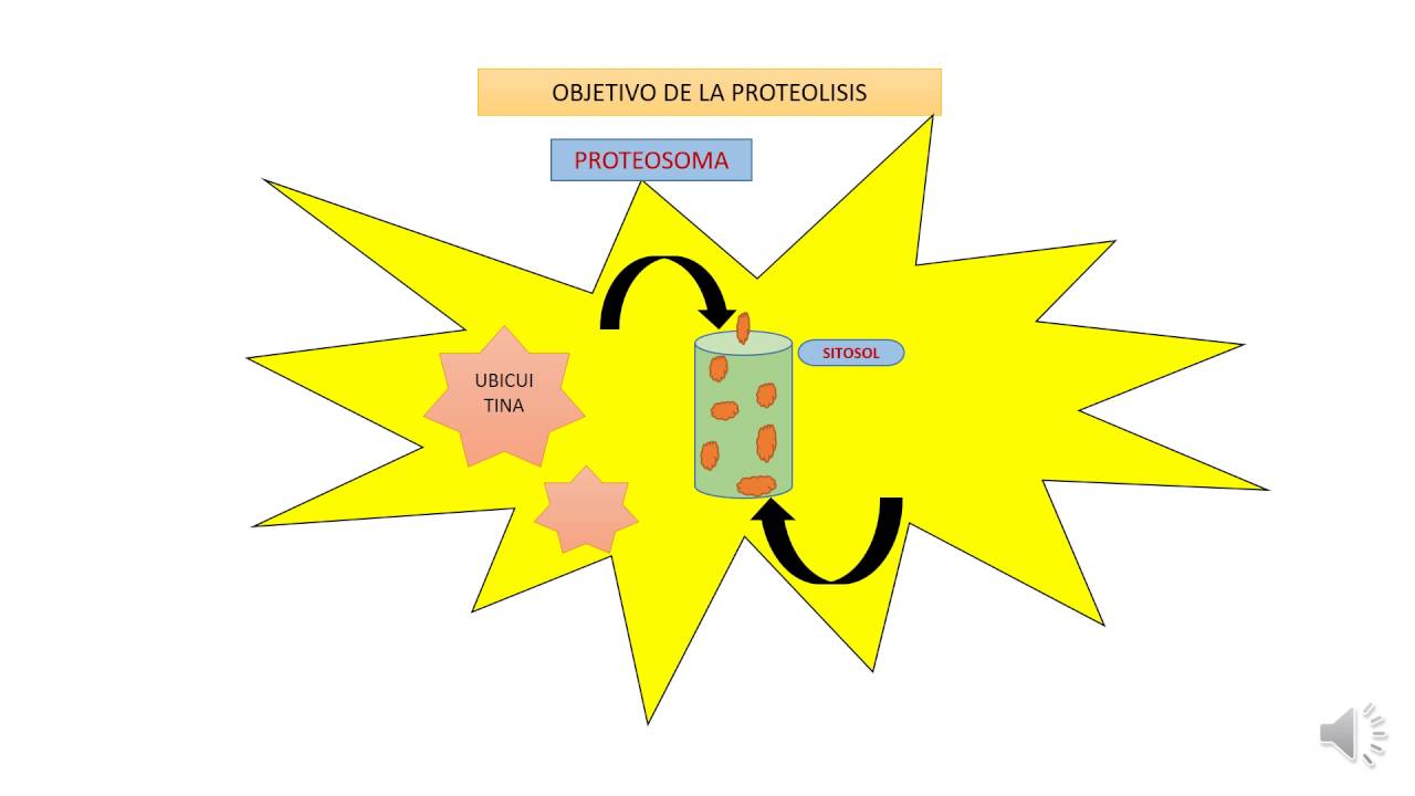 APORTE GRAFICA OBJETIVO DE LA PROTEOLISIS 1 - YouTube