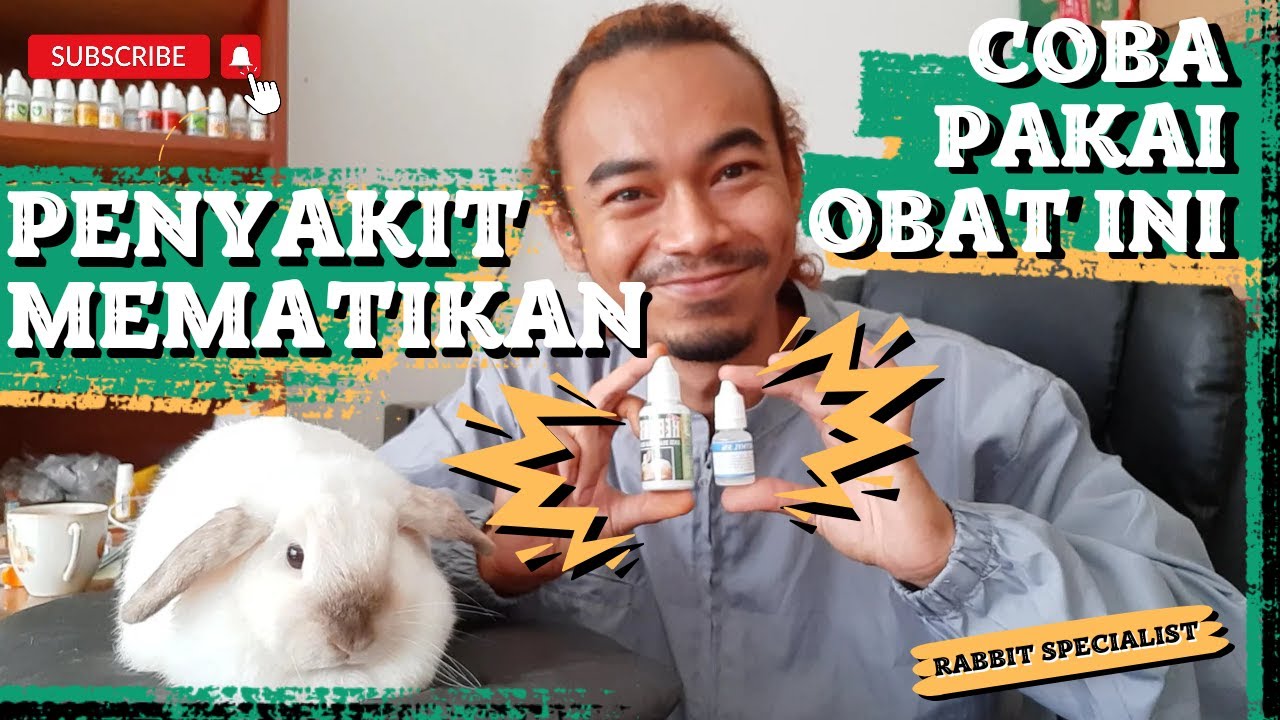 CIRI CIRI KELINCI KEMBUNG DAN OBAT KELINCI KEMBUNG | BLOAT ON RABBIT # ...
