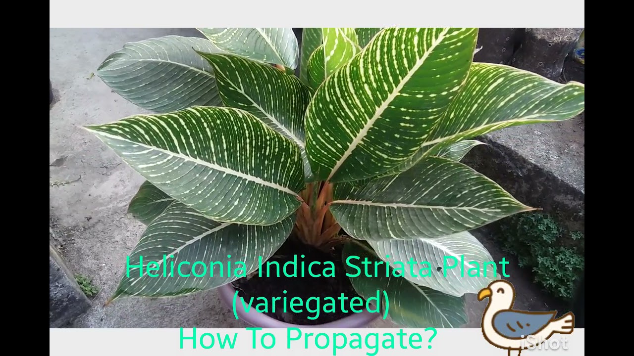 Heliconia Indica Striata Plant(variegated) o Saging-sagingan/How To ...
