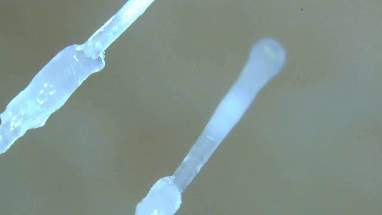 Beard Plucking : Microscope Art File(246) - YouTube