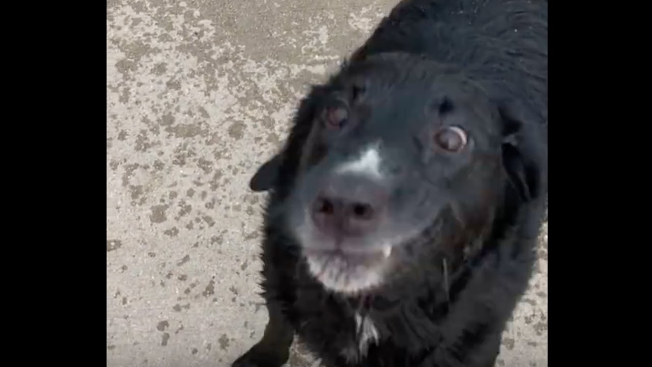 Hilarious Dog Throws Tantrum at Beach - YouTube
