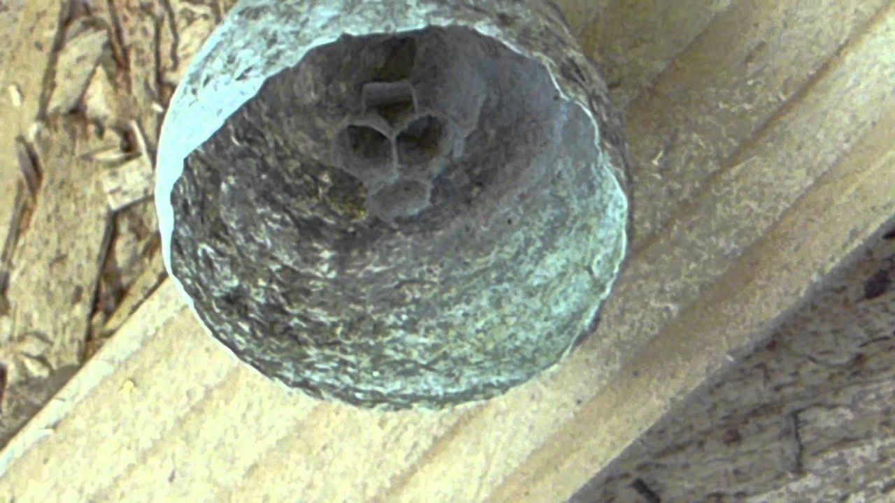 Wasp Queen nest - Holugeitungur - Geitungabú - Geitungur - Skordýr ...