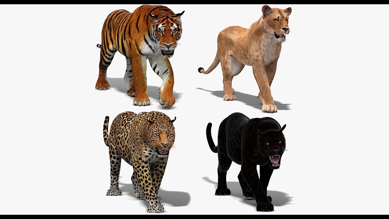 Realistic Big Cats 3D Model Pack – Fully Rigged & Animated | PROmax3D ...