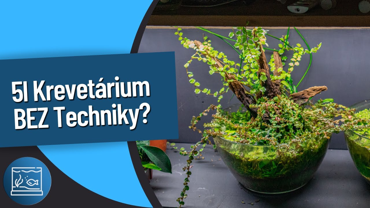 5l akvárium pro krevetky bez filtru - YouTube