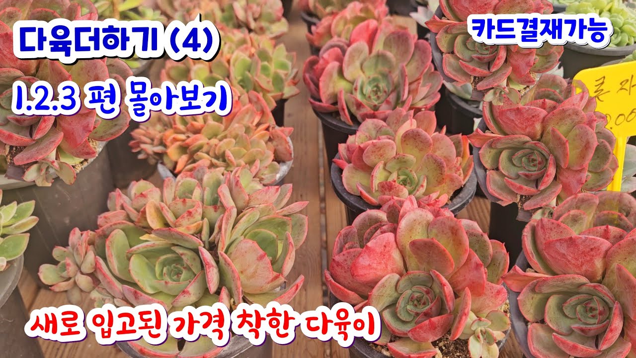 다육더하기 4 123편 가격 착하고 예쁜 군생 신상들 강추 초연 핑크플로라 라피네 수연 피치스앤크림 독일롱기시마
