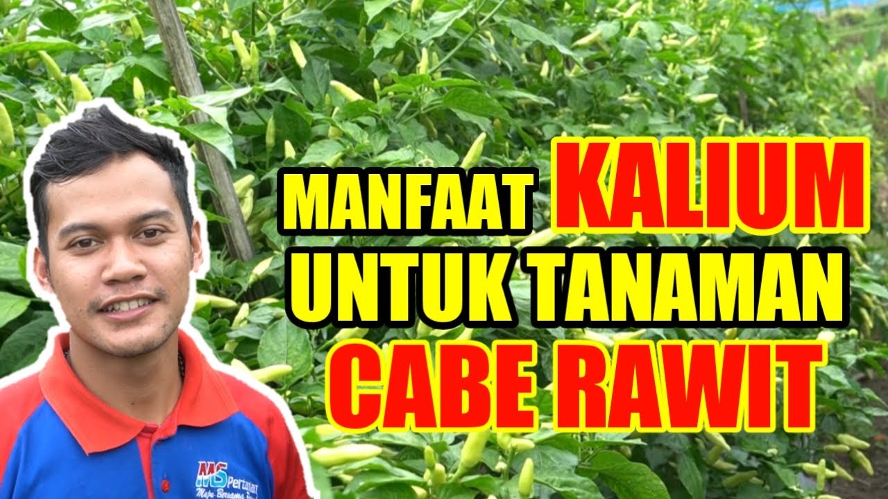 Manfaat Kalium Bagi Tanaman - Perumperindo.co.id