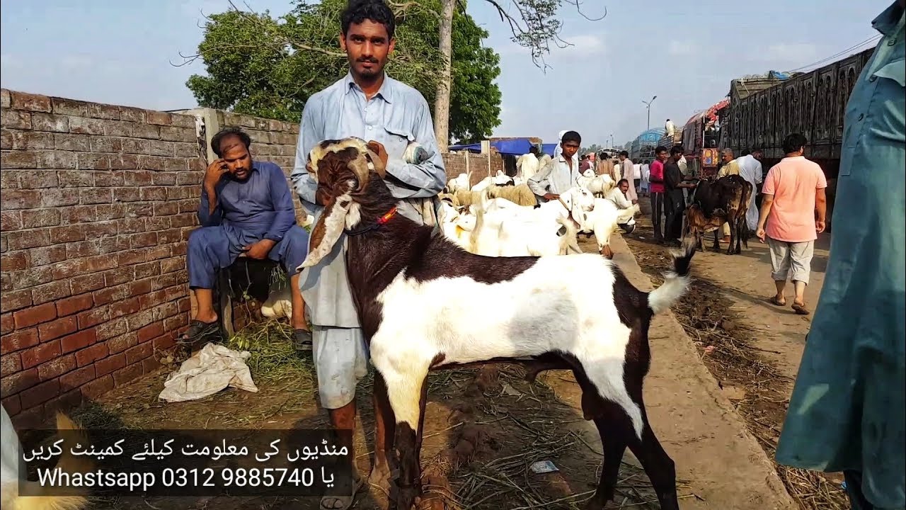 ANDU BAKRAY RATES IN BAKRA MANDI PAKISTAN 2019 - YouTube