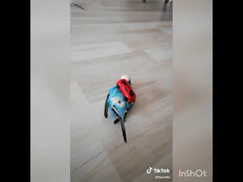 ŞİRİN VE KOMİK HAYVAN VİDEOLARI