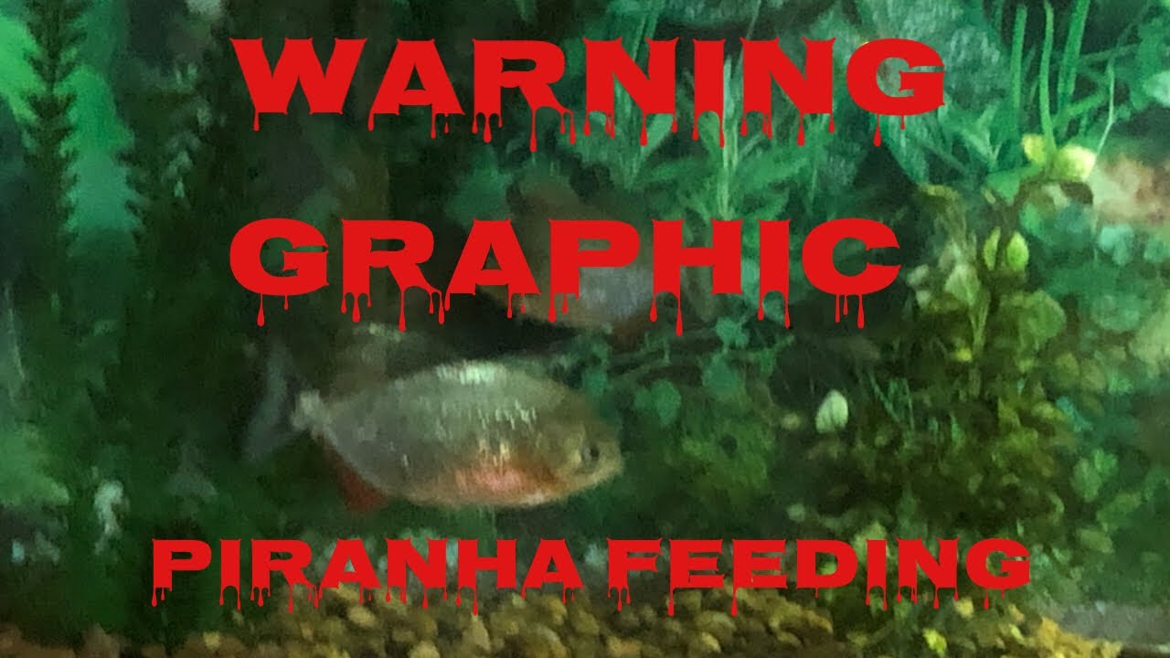 (Warning graphic) live piranha feeding - YouTube