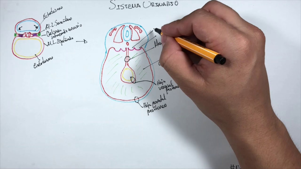 Sistema Urinario Pronefros, Mesonefros y Metanefros - YouTube