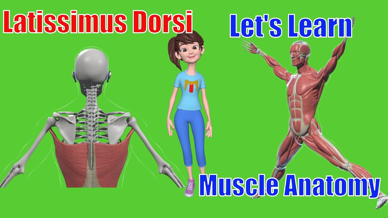 The Latissimus Dorsi Explained: Anatomy, Function & Why You Should Care ...