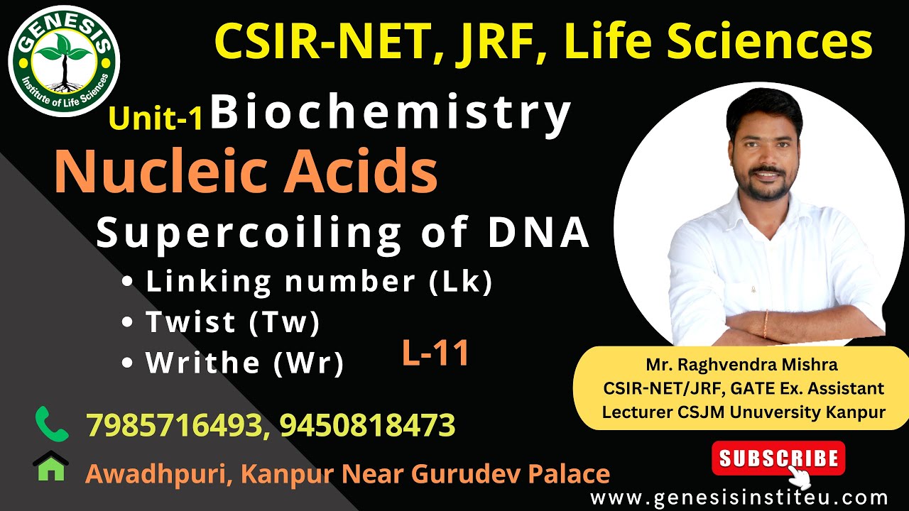 Supercoiling of DNA | Linking number |Twist & Writhe | Nucleic Acids ...