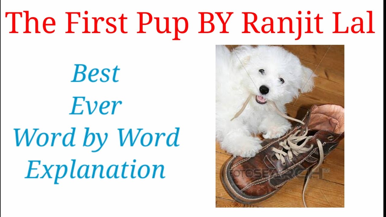 The First Pup Class 8 by Ranjit Lal/ #class8english #gemsreaderclass8 # ...