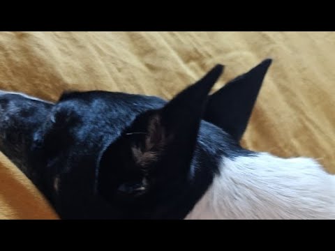 Toby Dog is sleeping LIVE 🎥 - YouTube