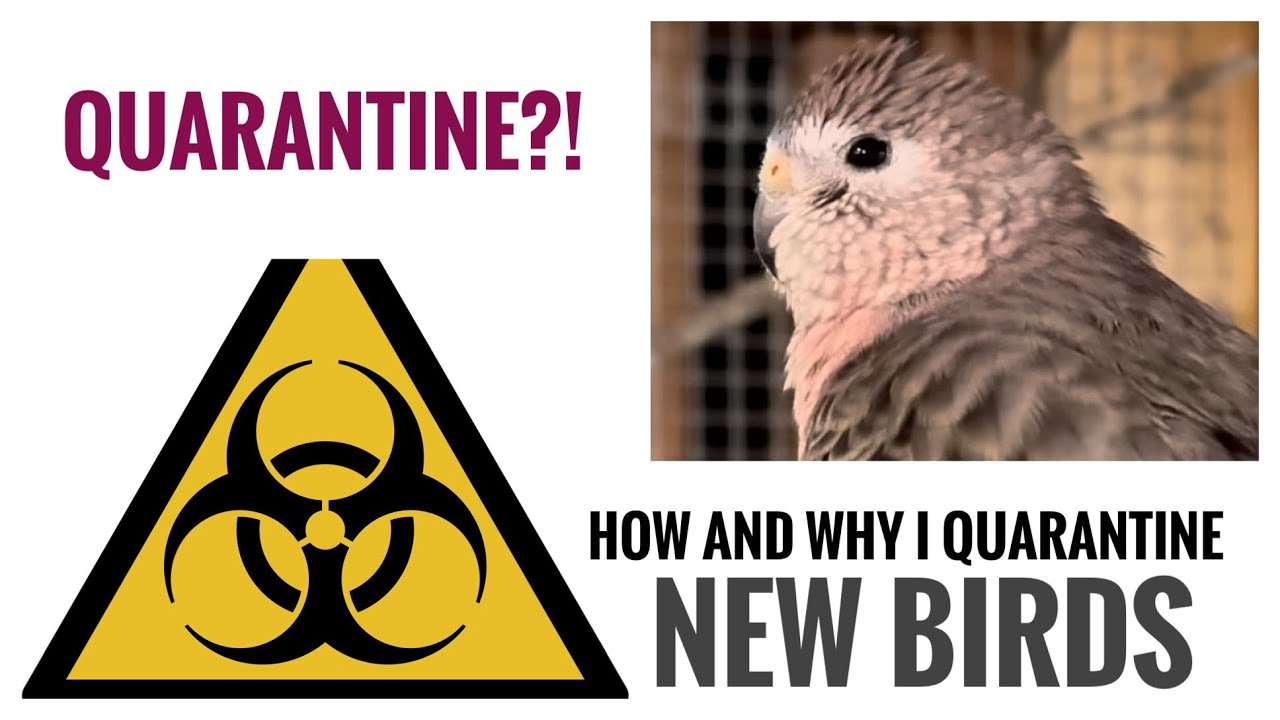 Quarantining New Birds! How and why I quarantine new birds! - YouTube