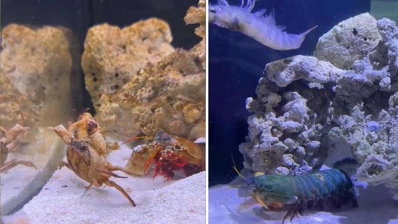 Mantis Shrimp: Small, Colorful, and Powerful Deep Sea Creature - YouTube