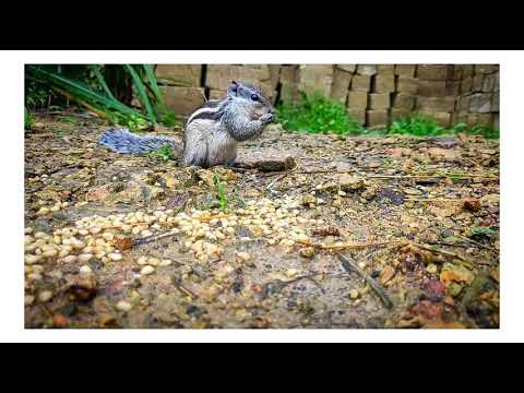 Best Nature Whatsapp Status