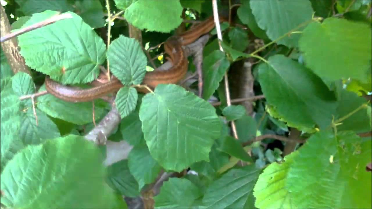 Leska in smokulja - YouTube