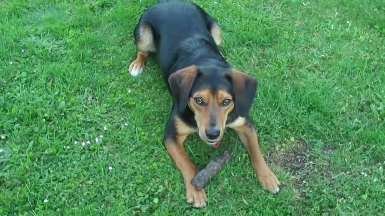 Dubstep Dog (i do not own this song) - YouTube