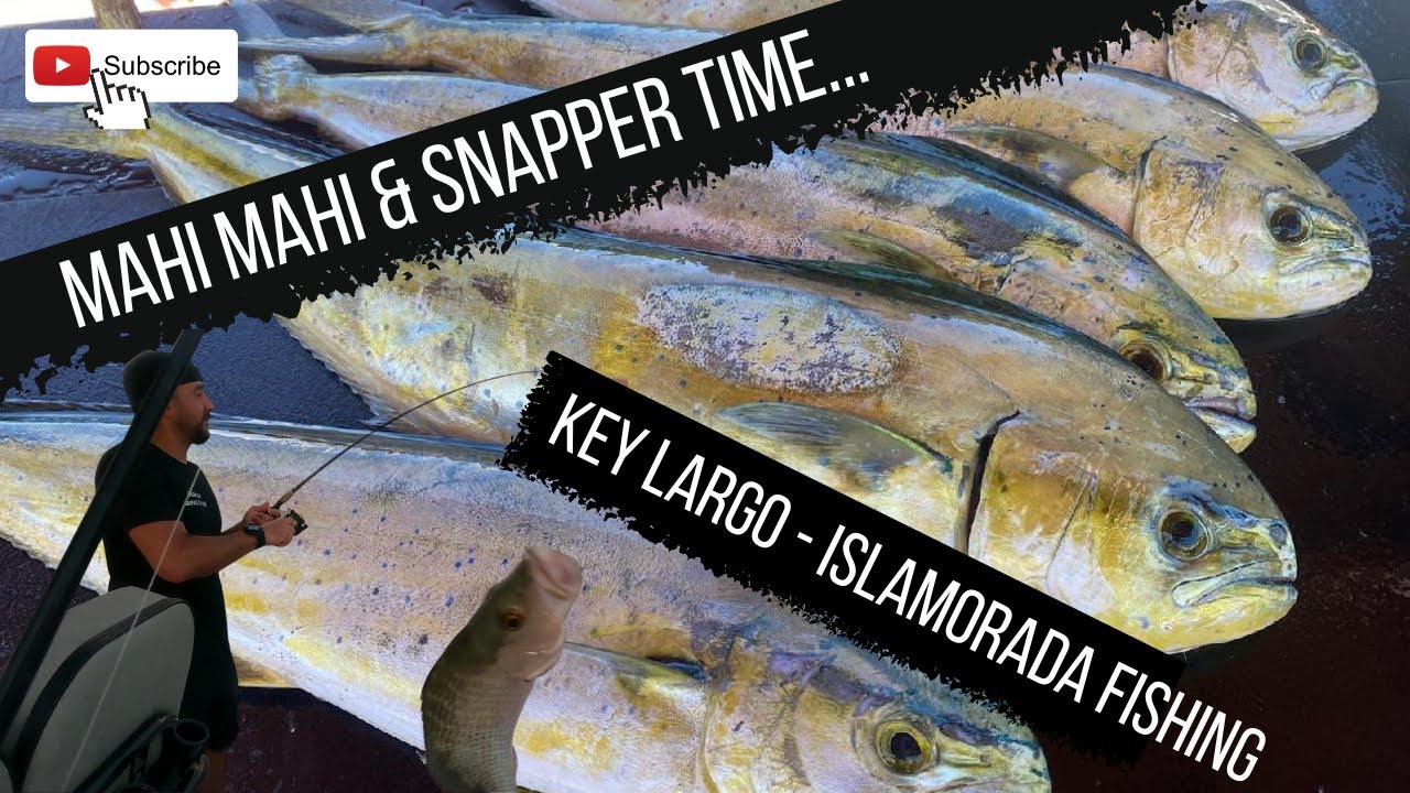 Key Largo fishing Mahi Snapper - YouTube