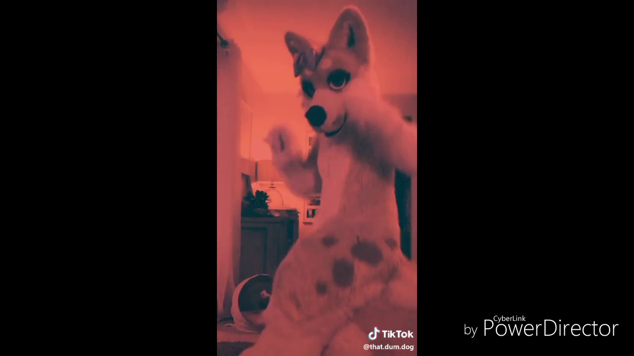 that.dum.dog tiktok compilation - YouTube
