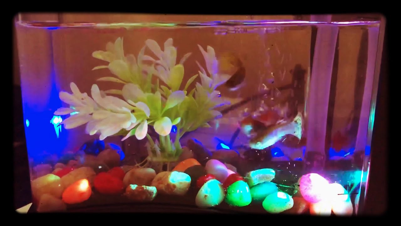 Fish Tank - mind relaxing moment - YouTube