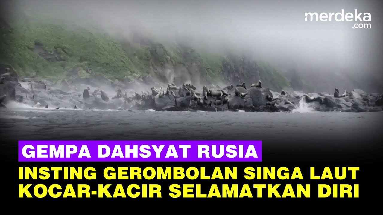 Insting Kuat Gerombolan Singa Laut saat Gempa M 8.8 Rusia, Kocar-kacir ...