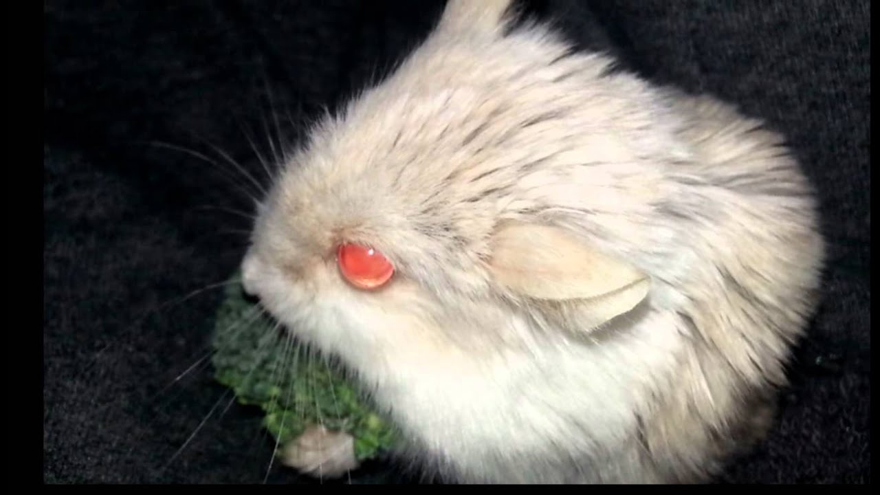 Toffee’s Story: Life as a Diabetic Hamster - YouTube