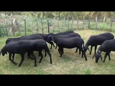 Ovino Santa Inês - YouTube