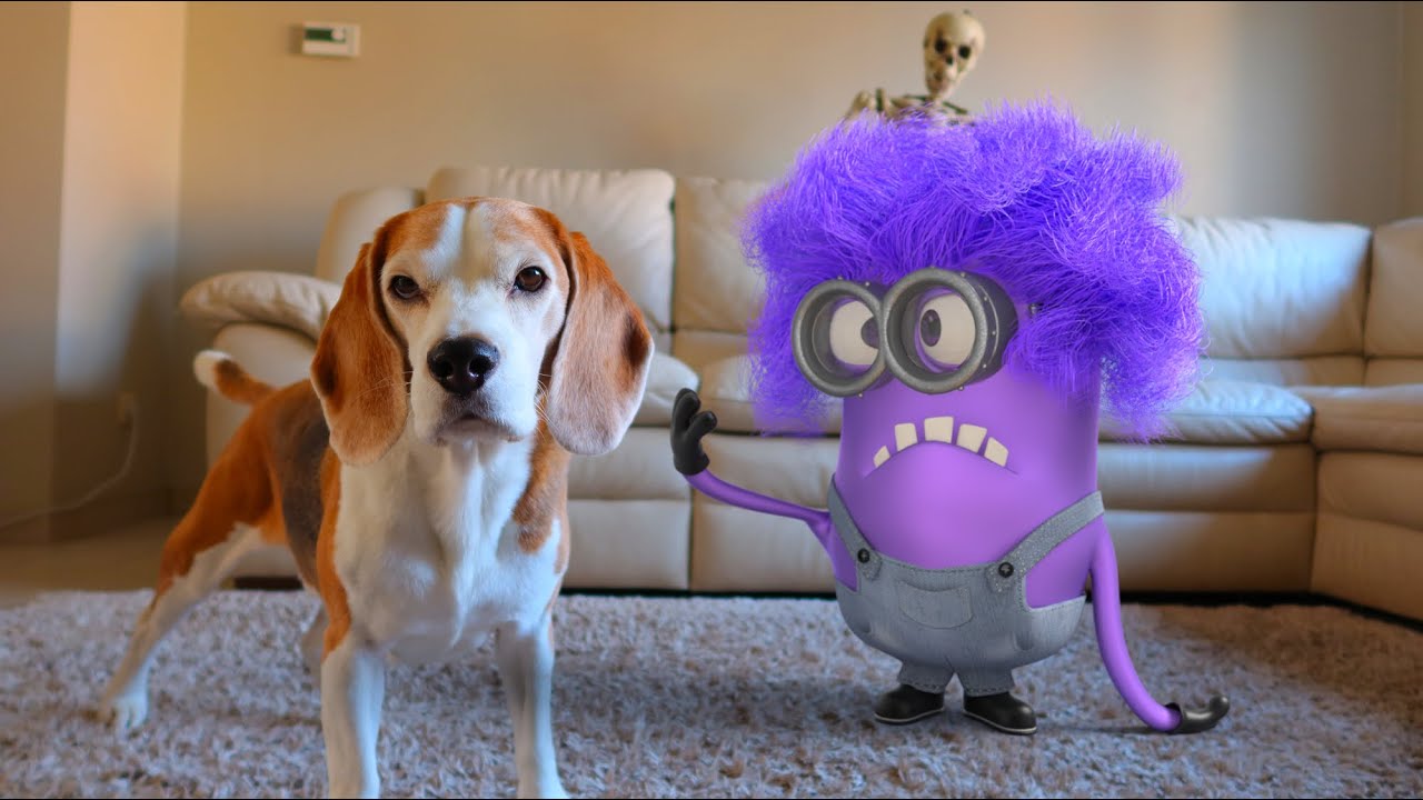 EVIL PURPLE MINION VIS FUNNY DOGS - YouTube