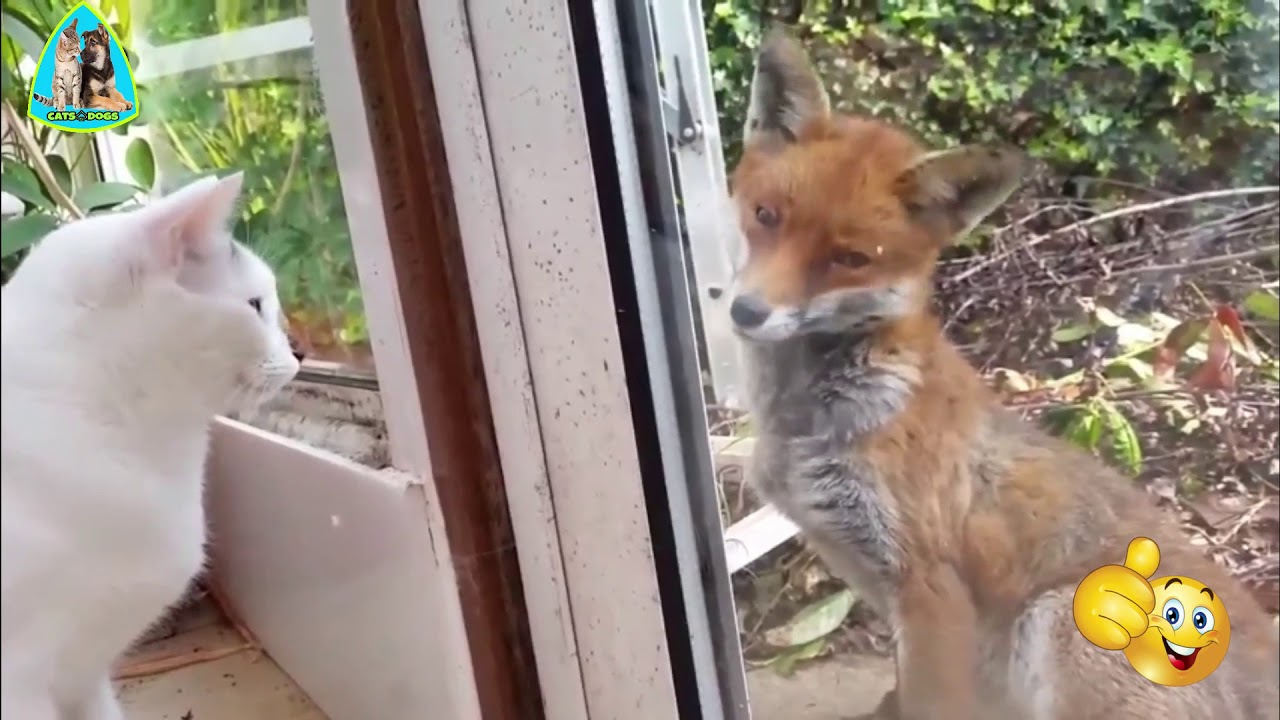 FEARLESS CATS ★ 29 Cats Who Are Totally Badass [Epic Laughs]n#dogs # ...