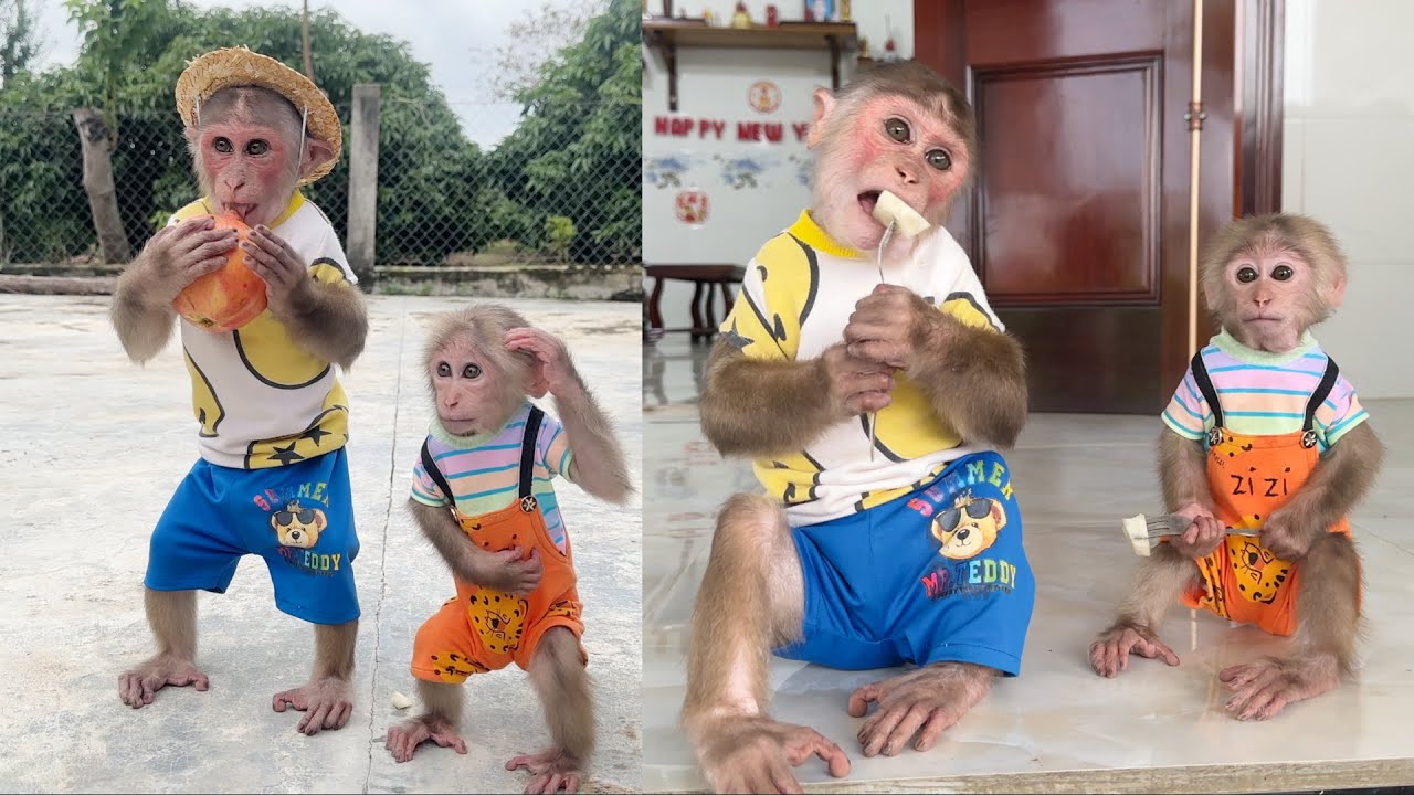 Monkey SinSin and ZiZi Enjoy the Fruits of Their Smartness for Helping ...