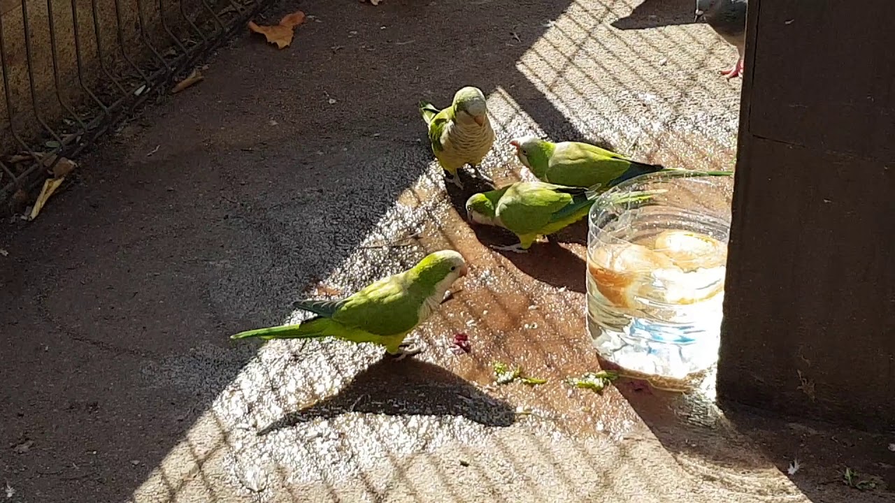 Monks Parakeet drinking water on street (Barcelona, Spain) - YouTube