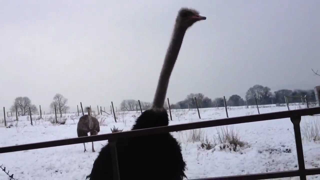 An ostrich in the snow! - YouTube