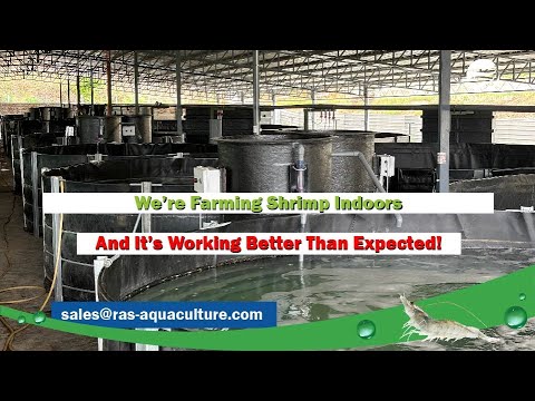 We’re Farming Shrimp Indoors – And It’s Working Better Than Expected ...