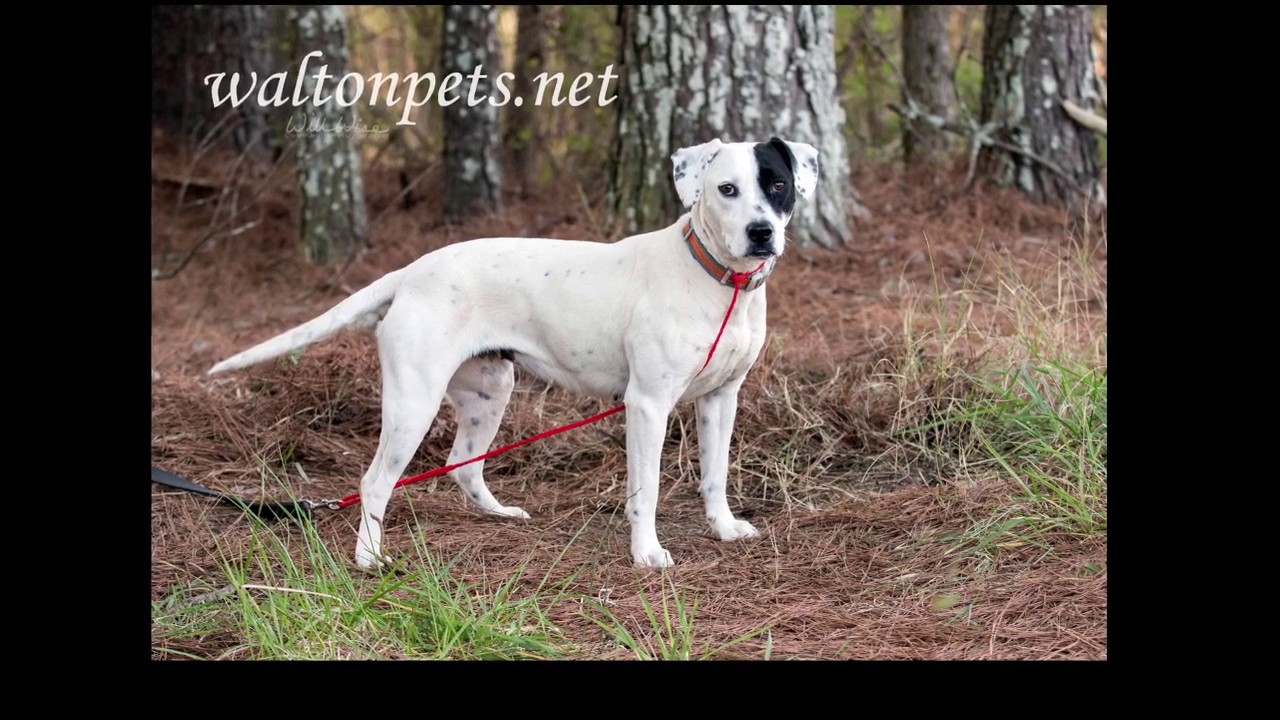 Dalmatian Pointer Mix