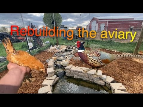 Rebuilding my destroyed pheasant aviary - YouTube
